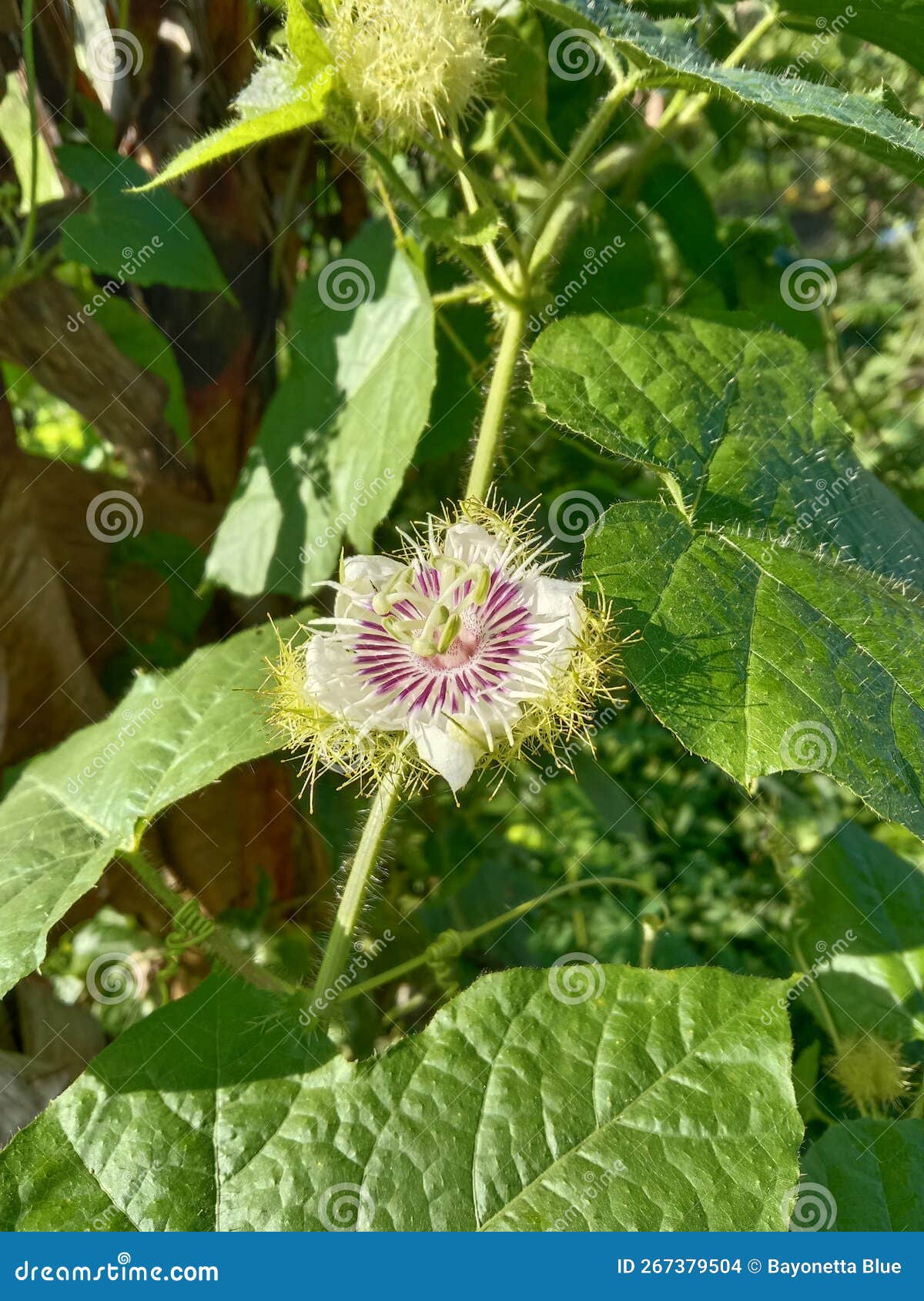 Mini Passion Fruit Flower, Small but Beautiful Stock Photo - Image of ...
