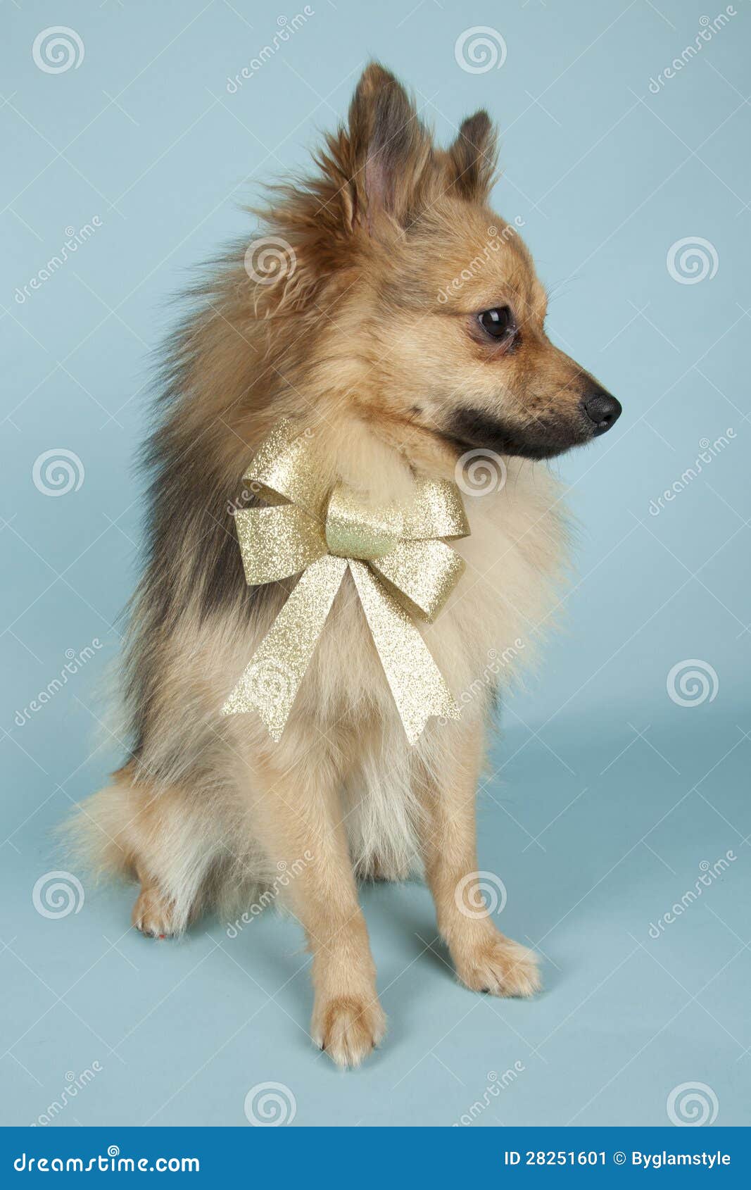 Mini perro de Pomerania imagen de archivo. Imagen de tradicional - 28251601