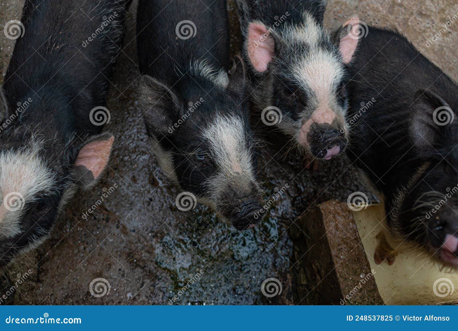 Mini pig farm in colombia stock image. Image of pudding - 248537825