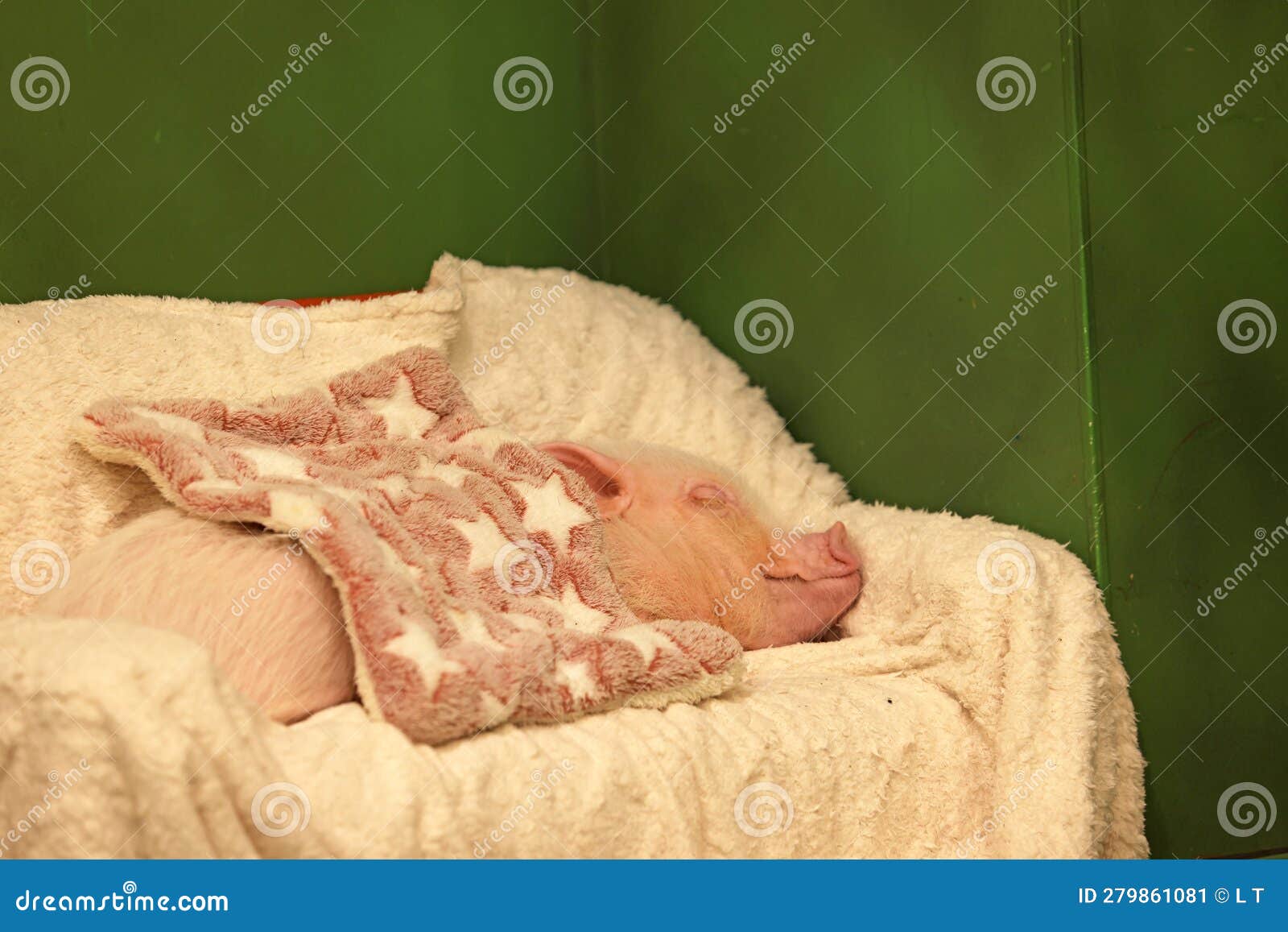 Mini Pig Take a Sleep on the Sofa Stock Image - Image of lifestyle ...
