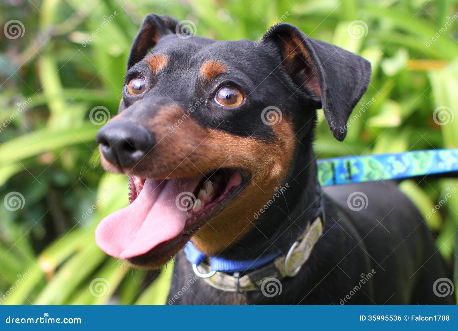 Mini Pin stock photo. Image of smile, young, mini, pincher - 35995536