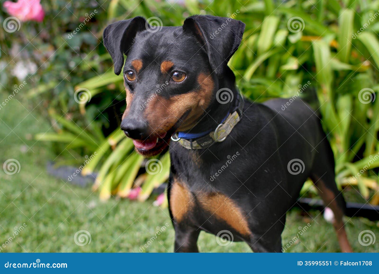 Mini Pin stock image. Image of smiling, young, miniature - 35995551