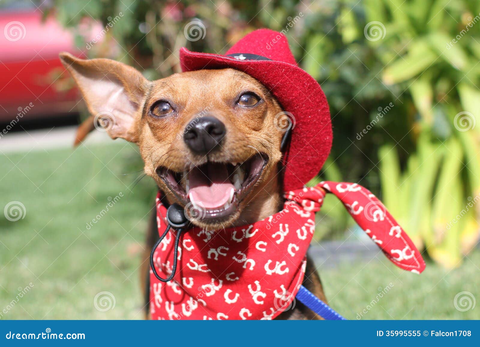 Mini Pin stock image. Image of mini, smiling, pincher - 35995555