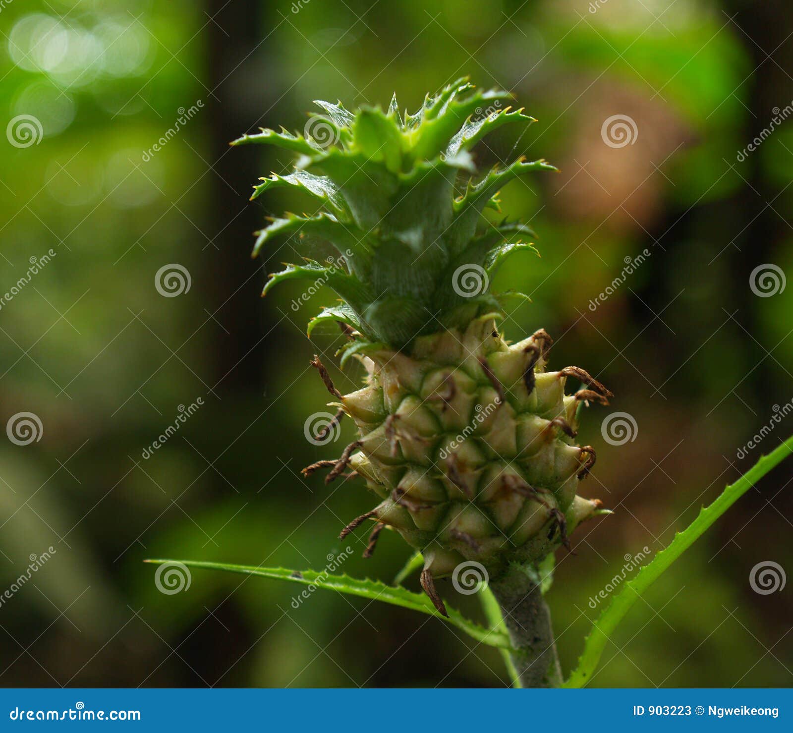 Mini pineapple stock image. Image of flower, relax, plant - 903223