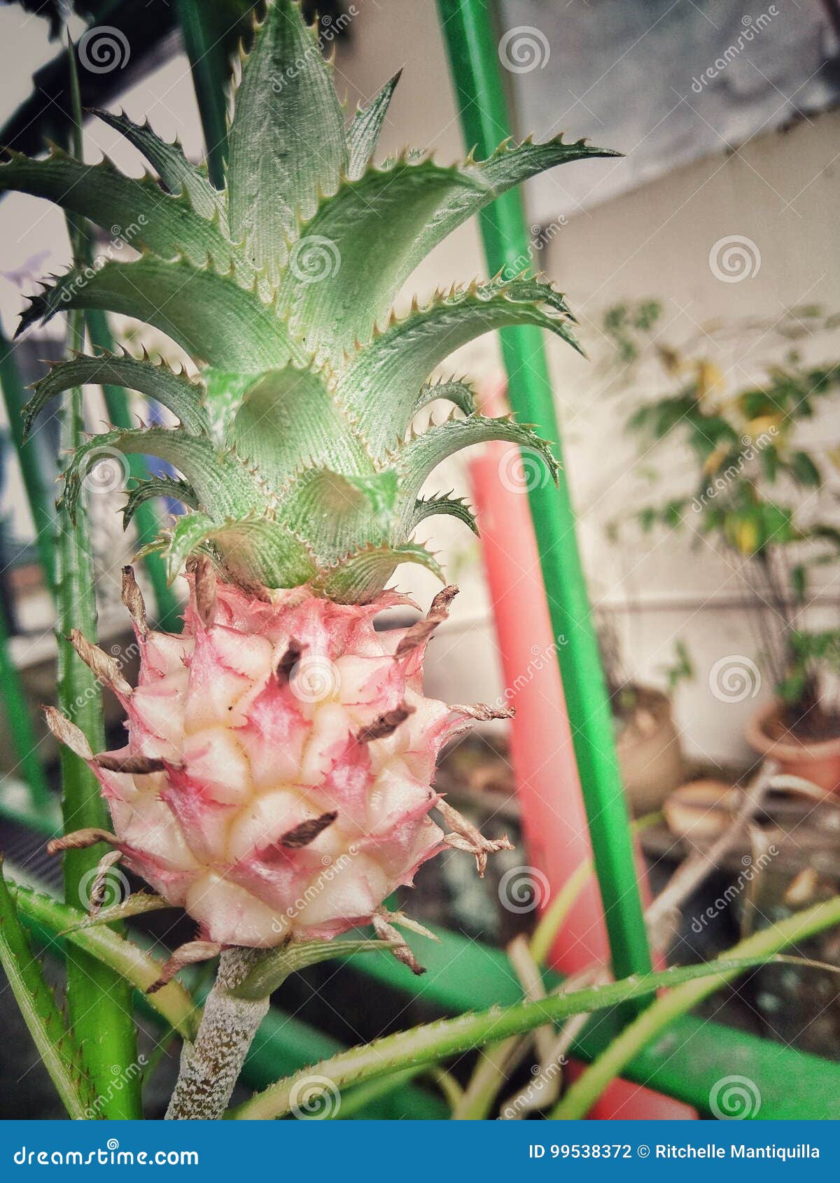 Mini Pineapple stock photo. Image of nature, pineapple - 99538372