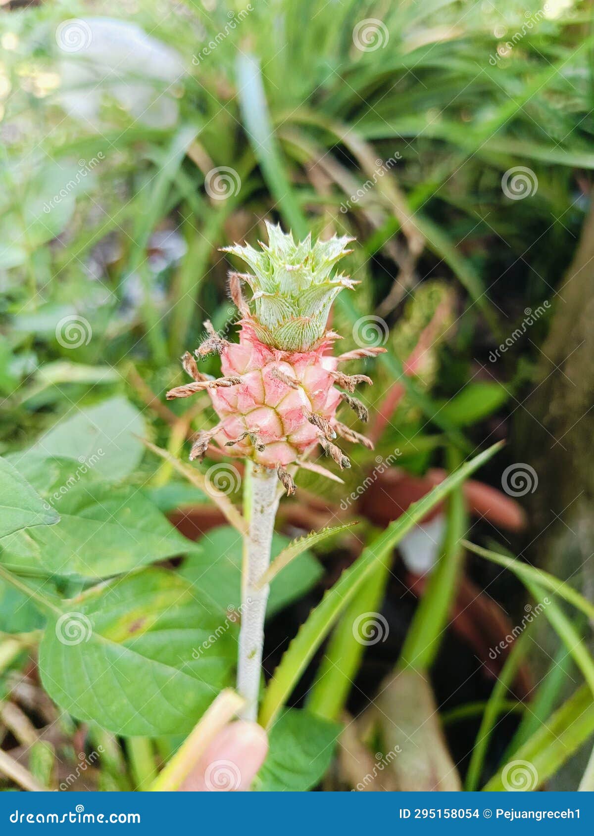 Mini Pineapple Plants in the Garden at the Edge of the House Stock ...