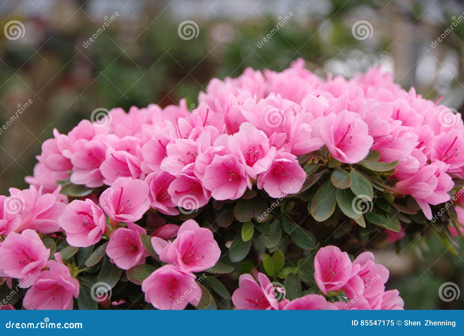 Mini pink azalea stock image. Image of plants, azaleas - 85547175