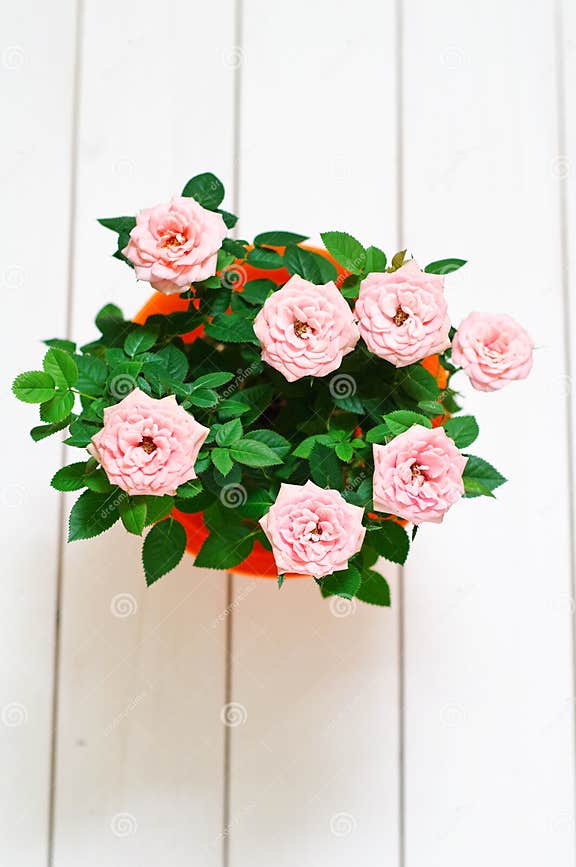 Mini pink Rosa in a pot stock image. Image of pink, green - 25059755