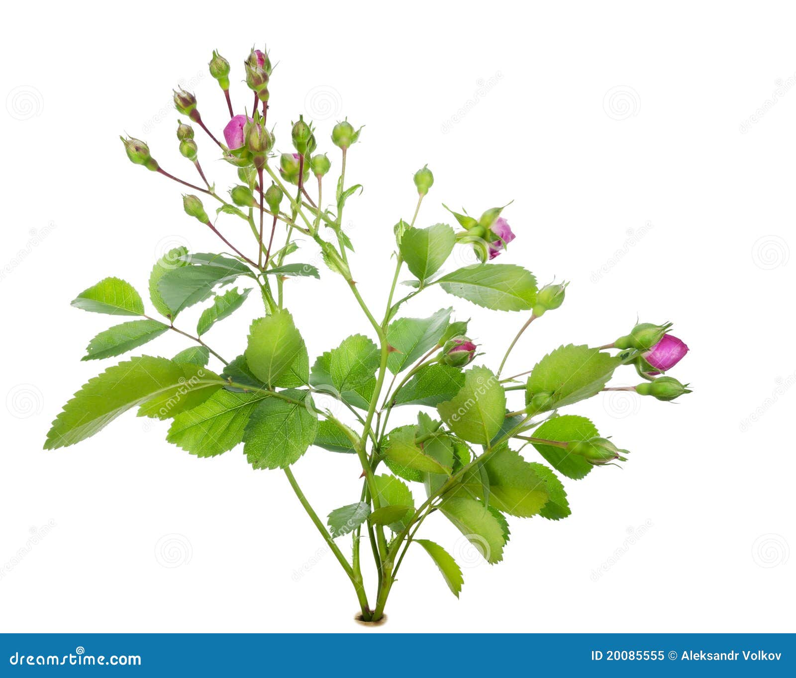 Mini Pink Rose Bush Isolated Stock Image - Image of green, bush: 20085555