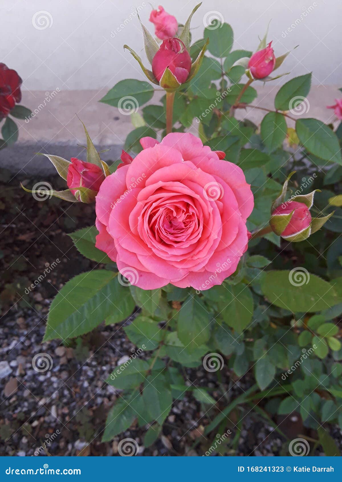 Mini pink rose stock image. Image of home, mini, rose - 168241323