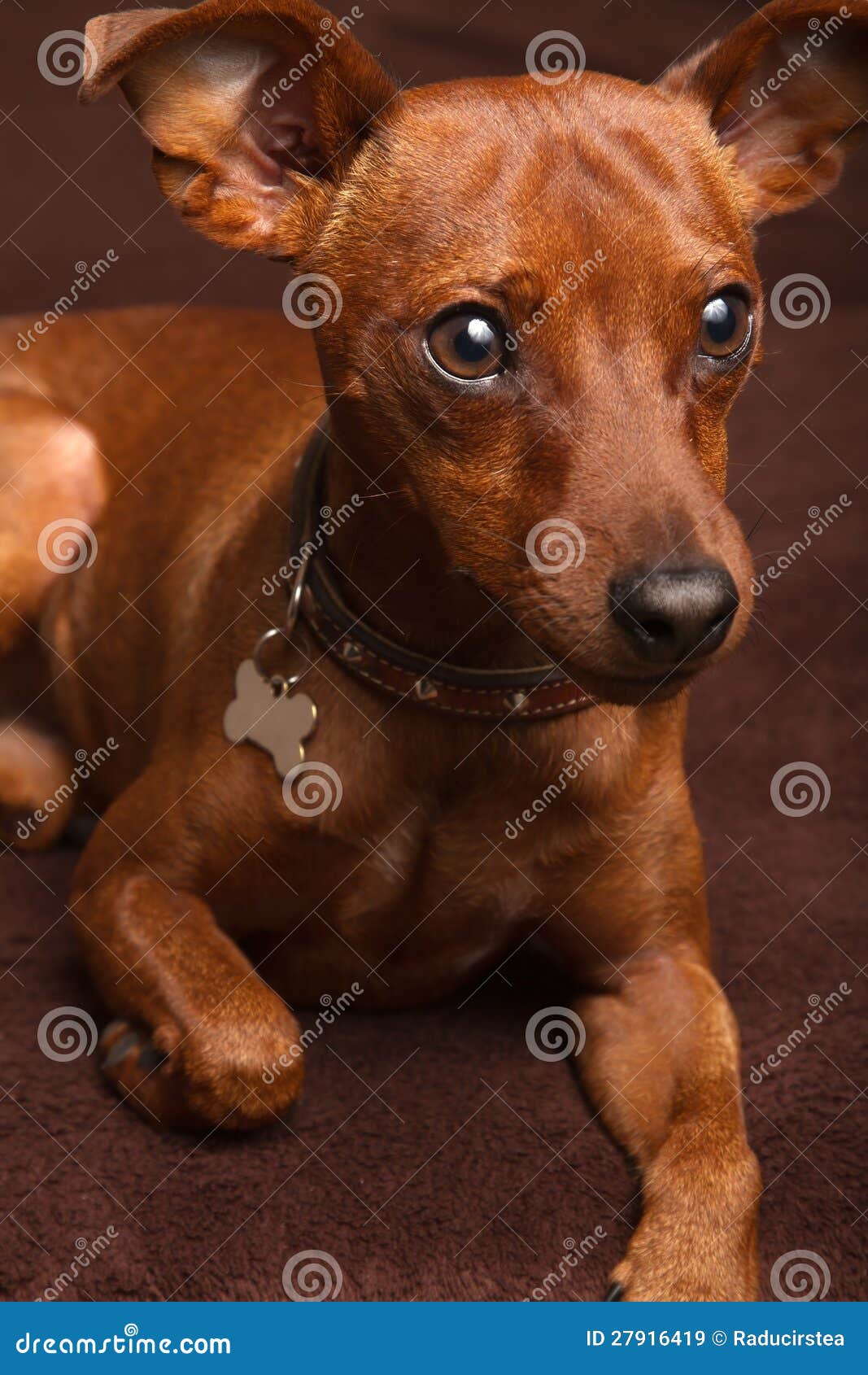 Mini Pinscher stock image. Image of beautiful, adorable - 27916419
