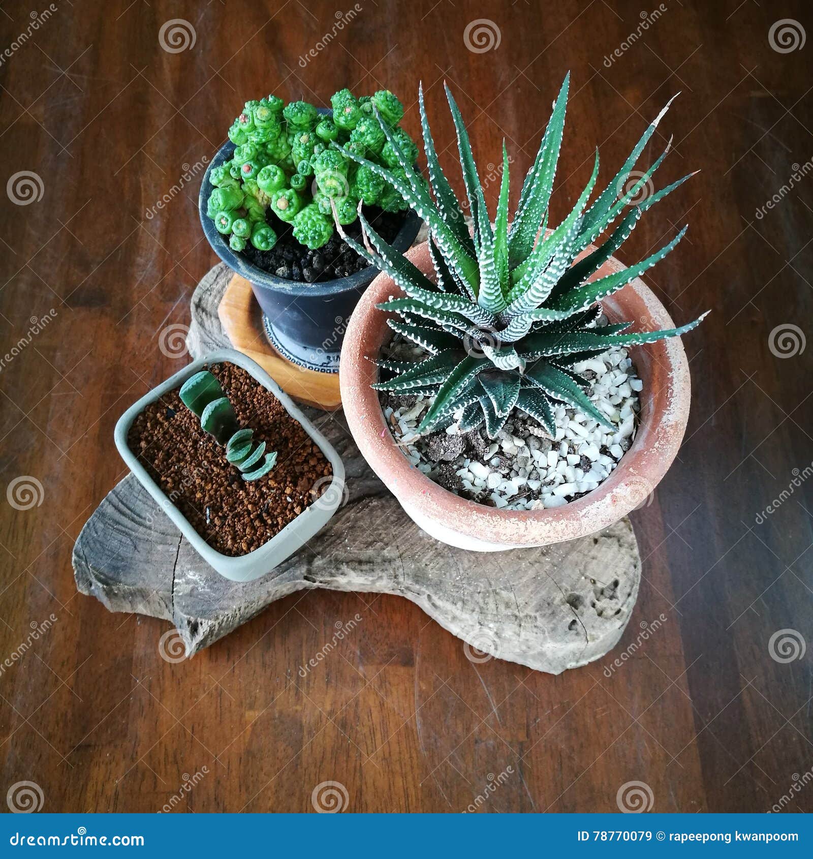 Mini plant stock image. Image of cactus, full, mini, plant - 78770079