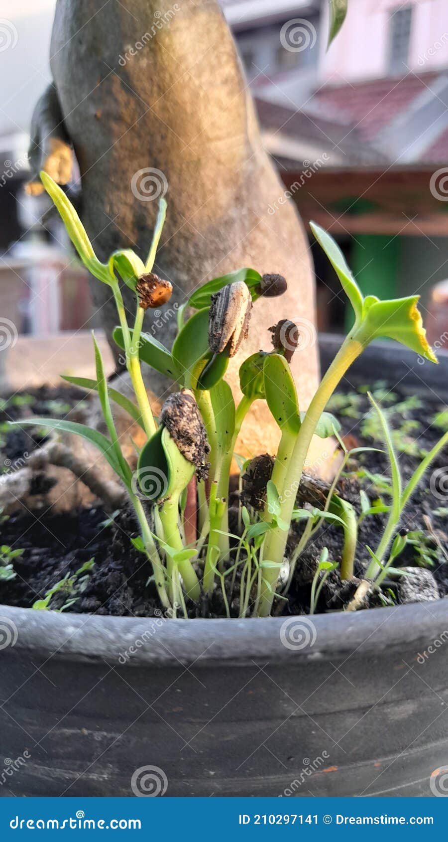 Mini plant growth one stock image. Image of growth, plant - 210297141