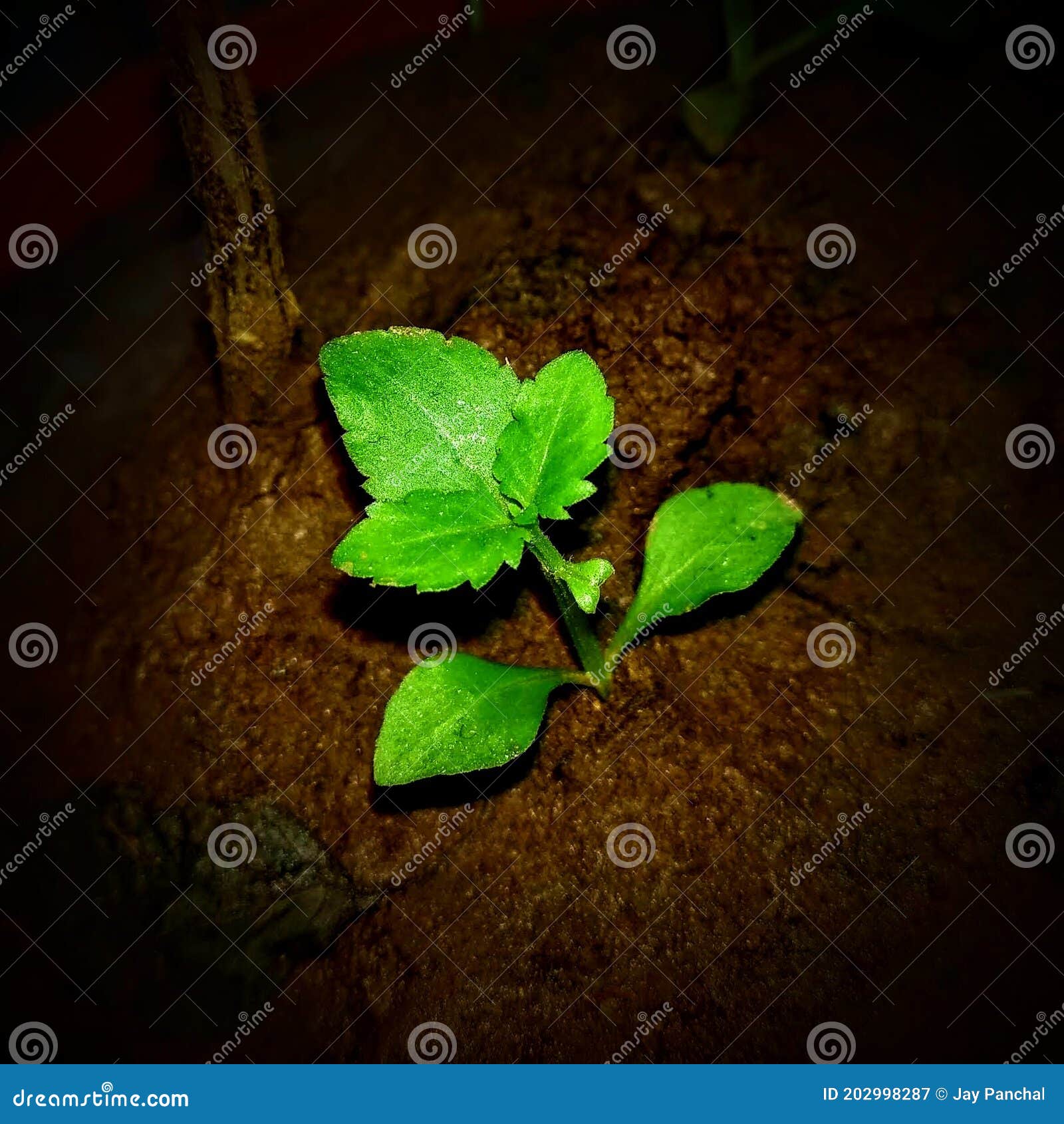 Mini Plant stock image. Image of leaf, autumn, flower - 202998287