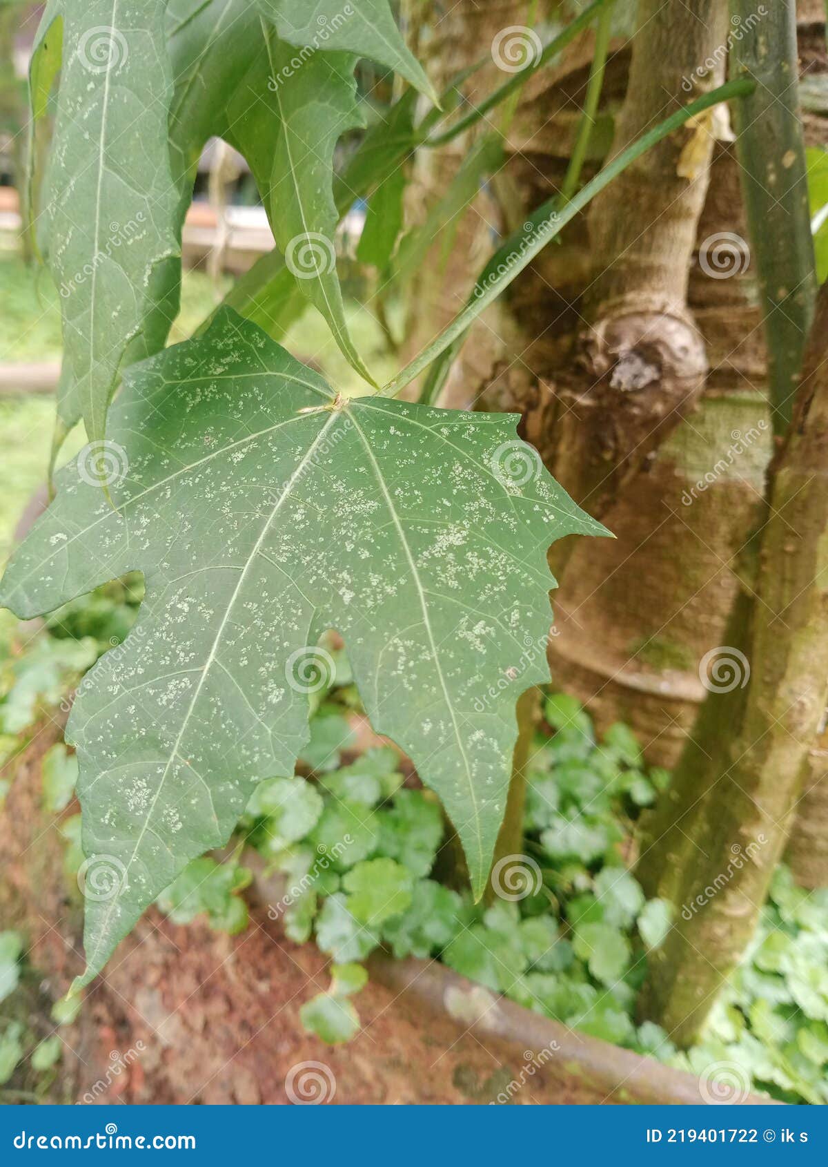 Mini Planta De Hoja De Yuca Foto de archivo - Imagen de fruta, cubo ...