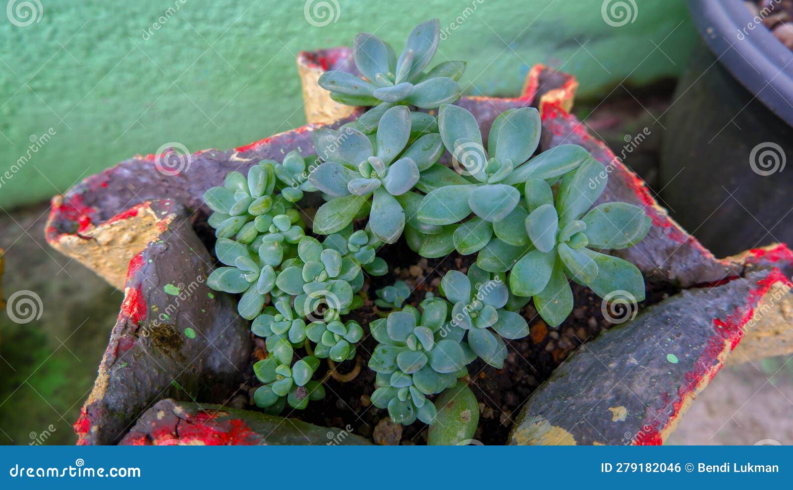 Mini Planta Ornamental Cactus Succulento Tipo Opalina Foto de archivo ...