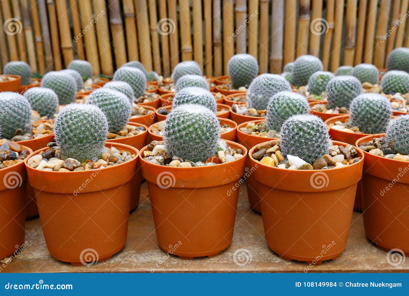 Mini plantas del cactus foto de archivo. Imagen de floral - 108149984