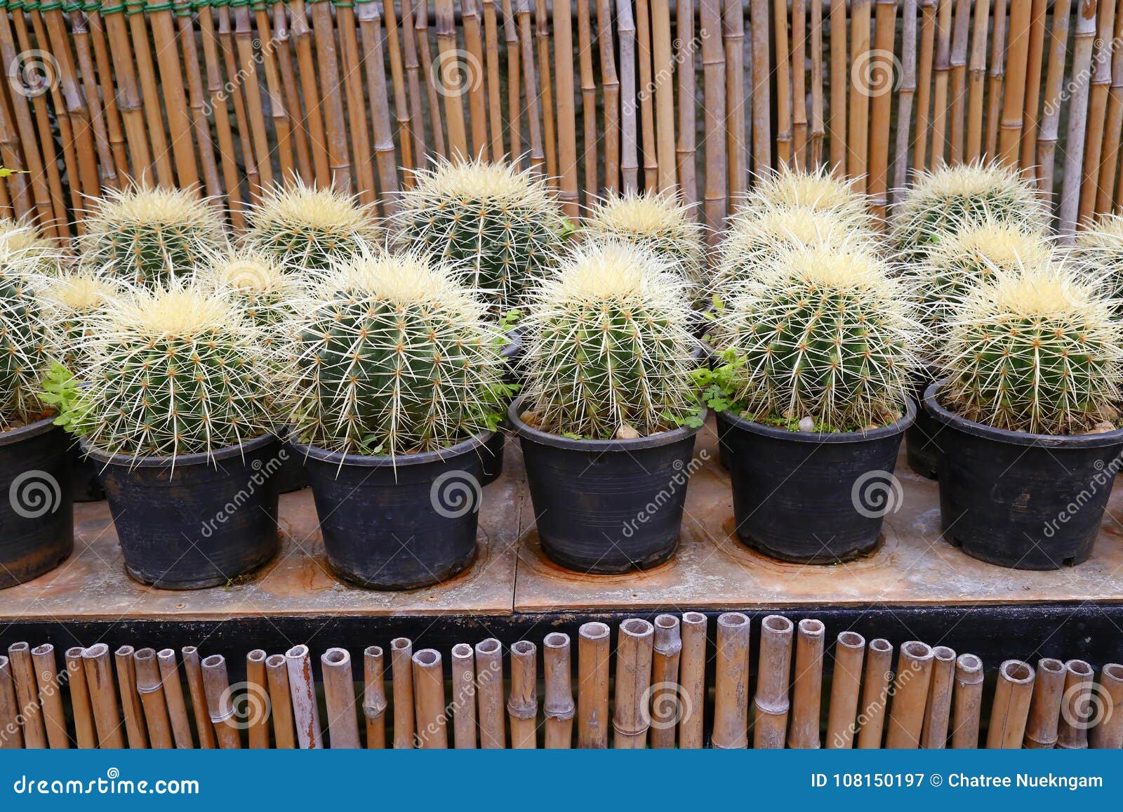 Mini plantas del cactus imagen de archivo. Imagen de textura - 108150197