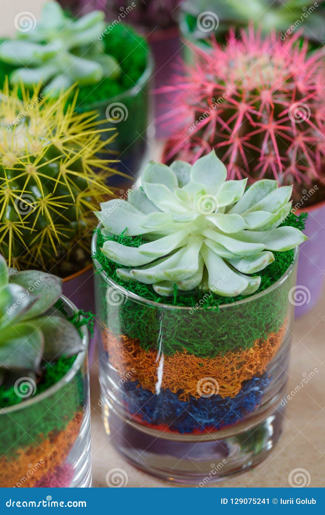 Mini plantas en potes imagen de archivo. Imagen de belleza - 129075241