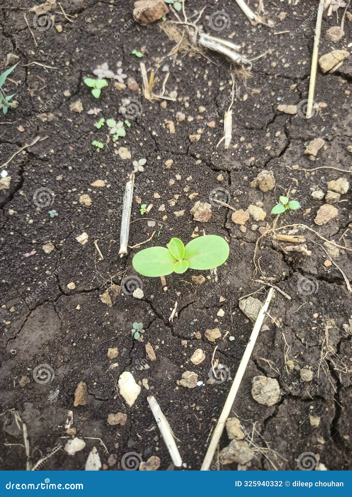 Mini plants for garden stock photo. Image of plants - 325940332