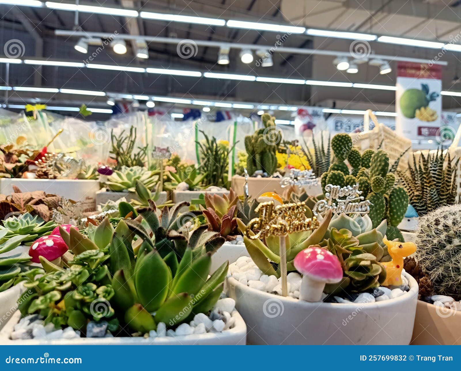 Mini plants model stock photo. Image of flower, houseplant - 257699832