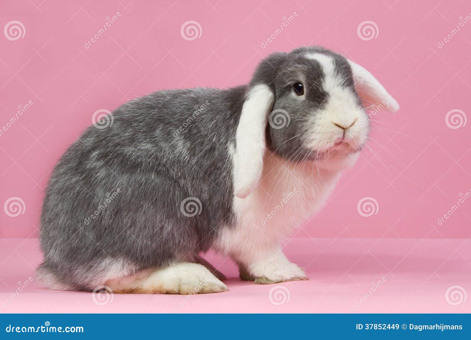 Mini-pode En Un Fondo Rosado Imagen de archivo - Imagen de lindo ...