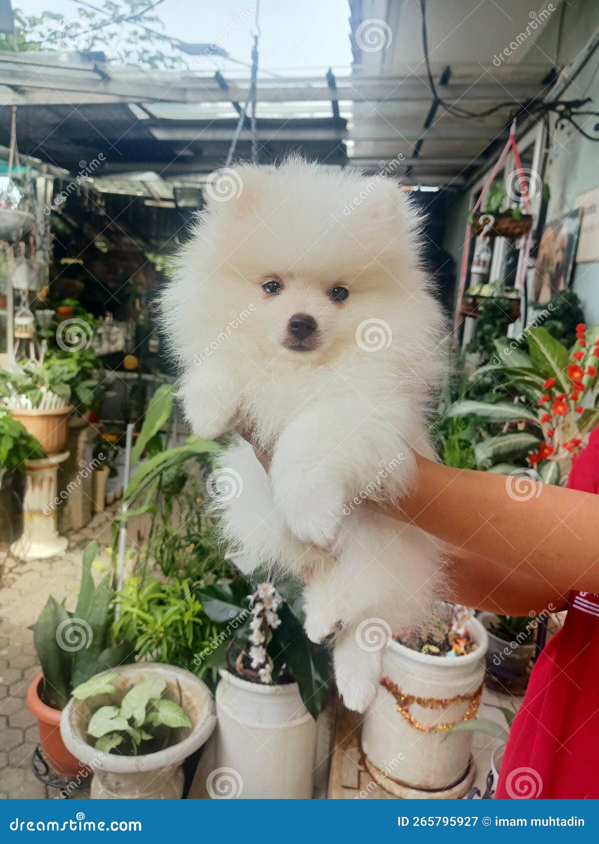Mini pom dog stock image. Image of animals, mini, beloved - 265795927