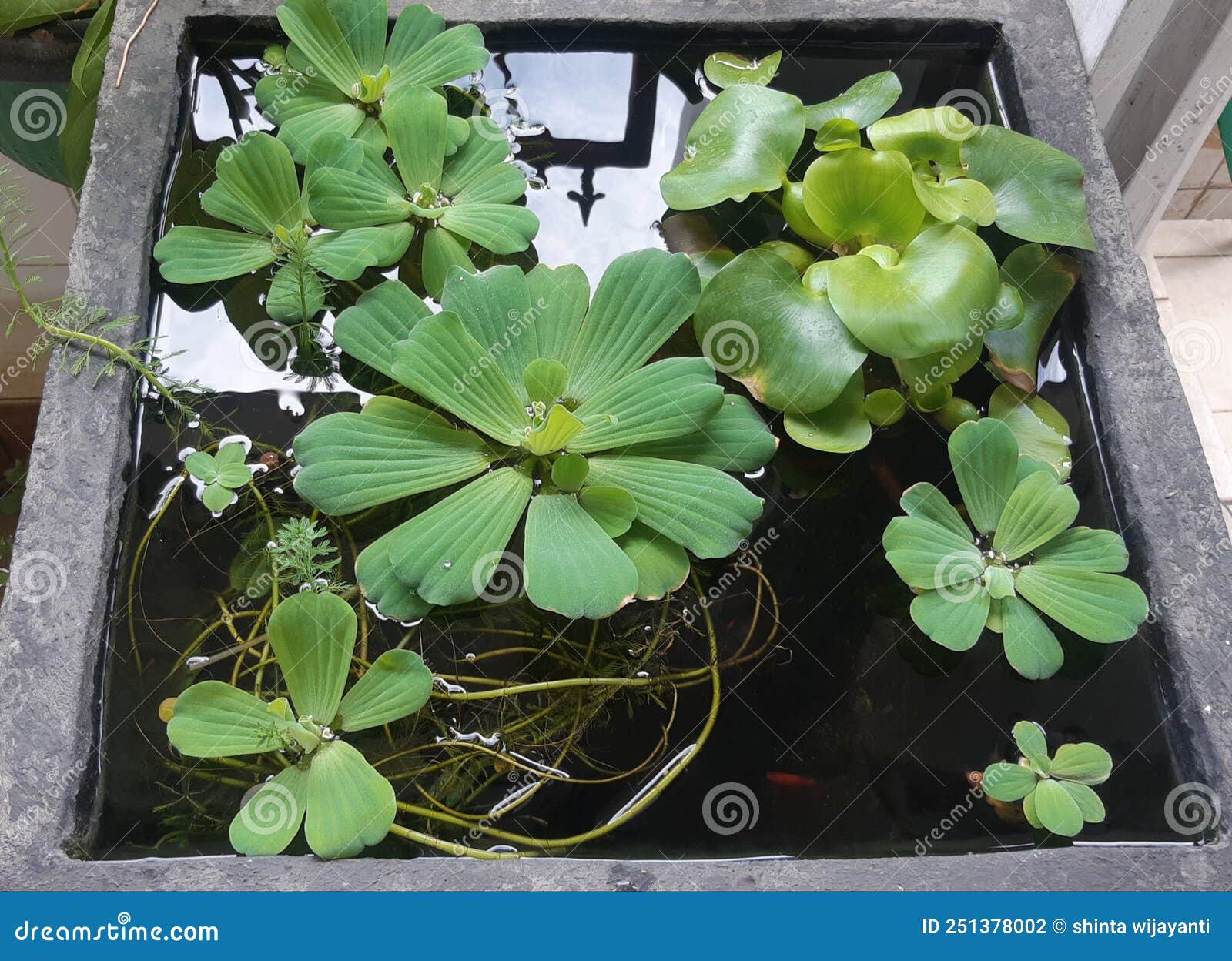 Mini Pond Fish with Water Plants Stock Photo - Image of plants, pond ...