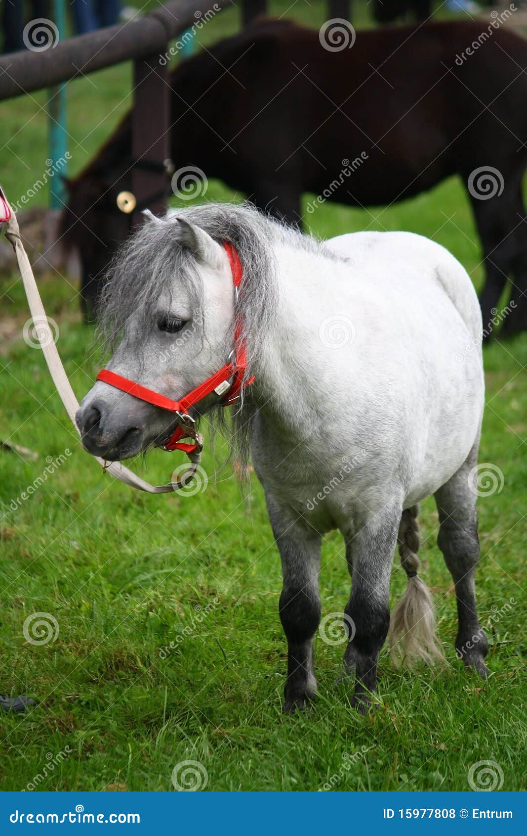 Mini pony stock photo. Image of pasture, eyes, head, feasts - 15977808