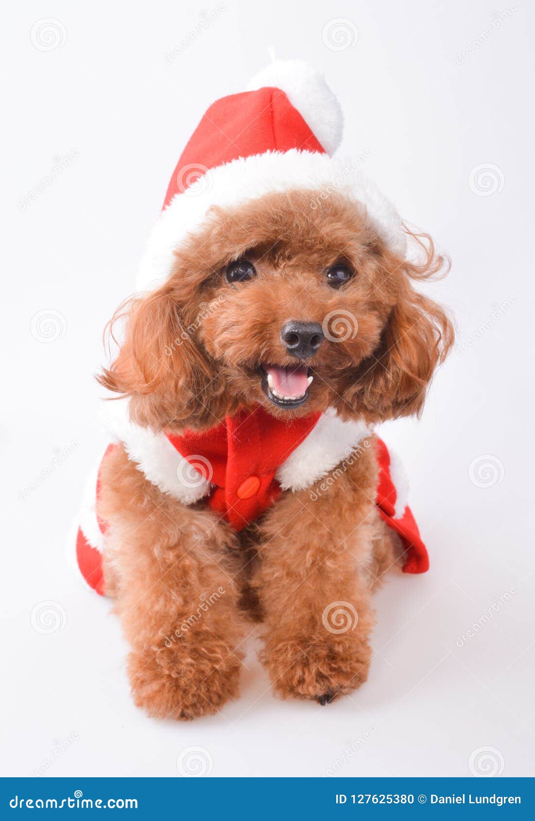 Mini Poodle Dressed As Santa Stock Photo - Image of full, advertisement ...