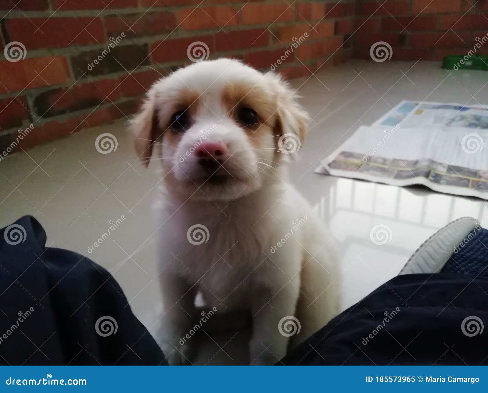 Mini Poodle stock image. Image of pink, animal, months - 185573965