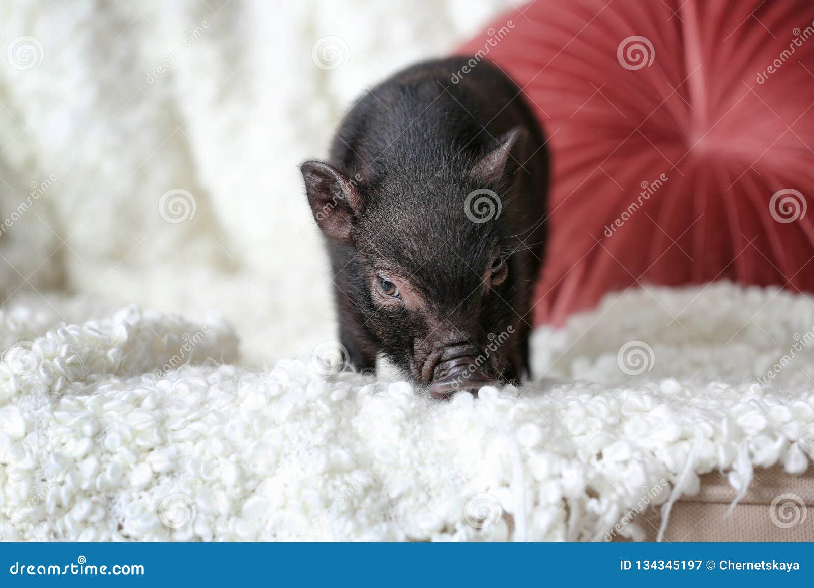 Mini Porc Noir Adorable Sur Le Sofa Image stock - Image du amical ...