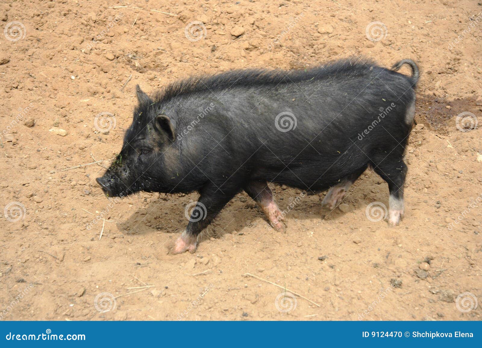 Mini-porco foto de stock. Imagem de nave, mini, porco - 9124470