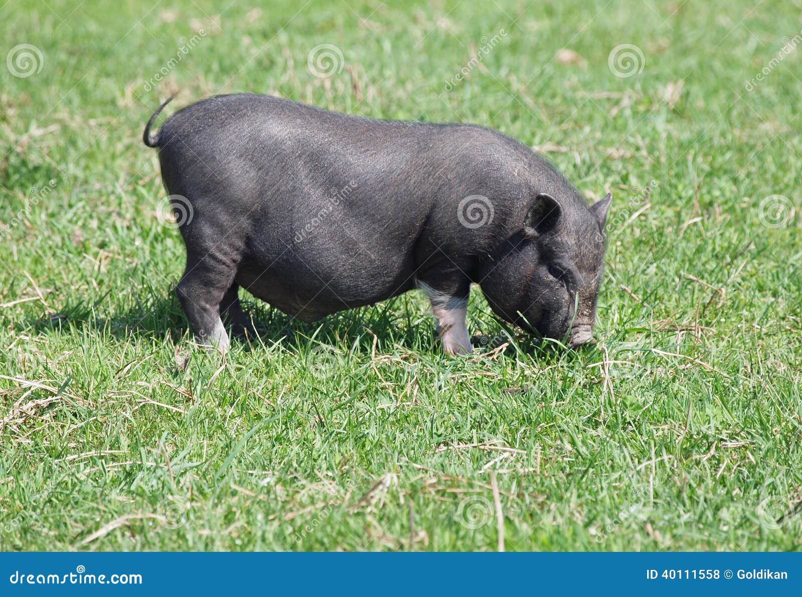 Mini porco no pasto foto de stock. Imagem de fazenda - 40111558