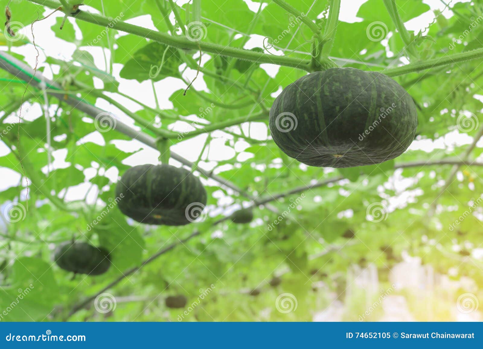 Mini Pumpkin Growing in Field Plant. Stock Image - Image of farm ...