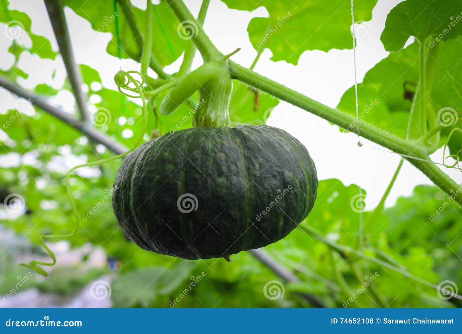 Mini Pumpkin Growing in Field Plant. Stock Photo - Image of mini ...