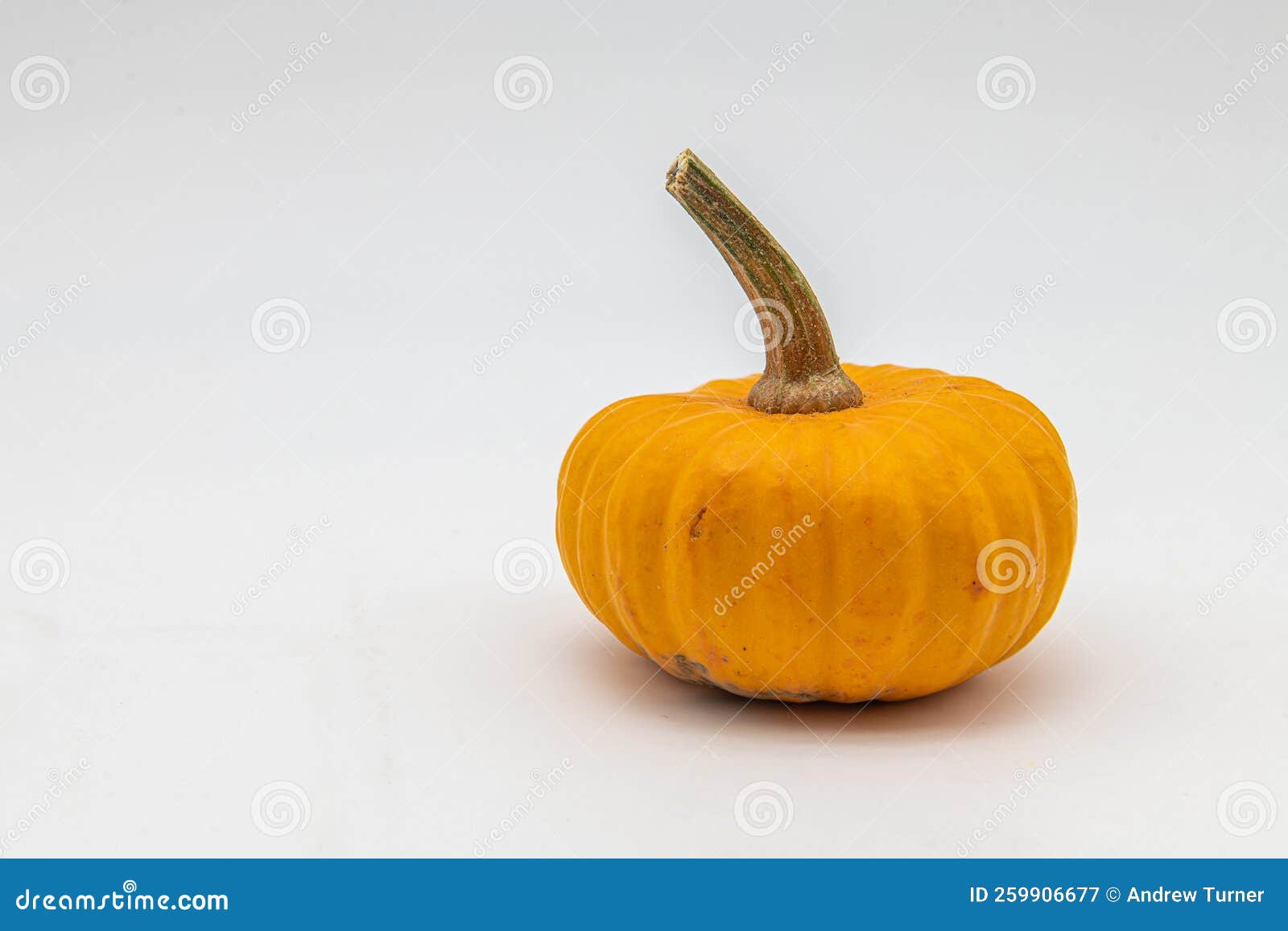 Single pumpkin stock image. Image of small, halloween - 259906677