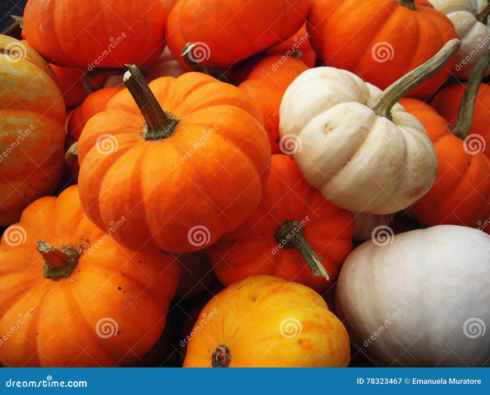 Mini pumpkin stock image. Image of mini, autumn, fall - 78323467
