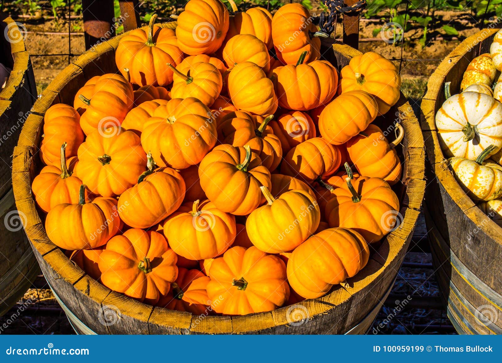 Mini Pumpkin Squash Barrels Stock Image - Image of pumbkins, staves ...