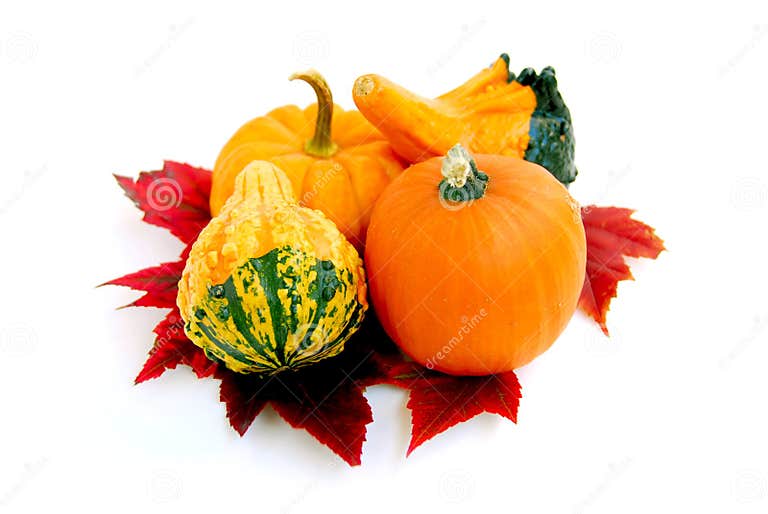 Mini pumpkins stock image. Image of decoration, october - 1238307