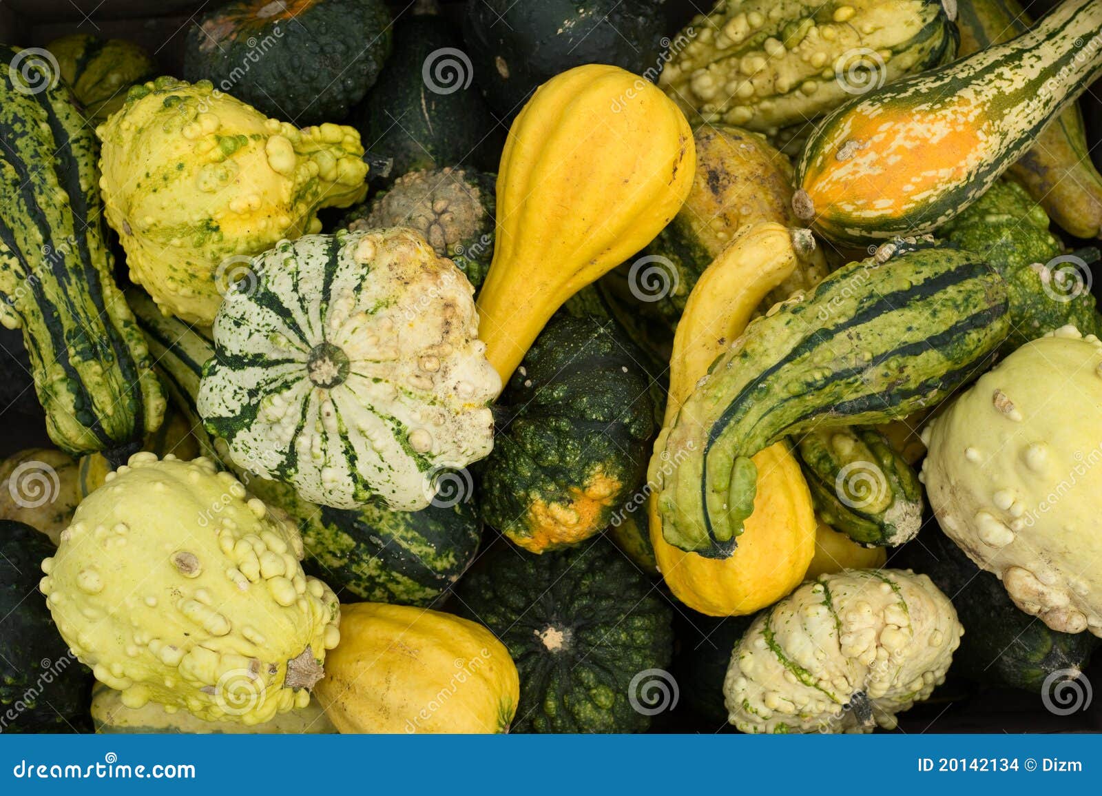 Mini pumpkins stock photo. Image of pumpkin, vegetable - 20142134
