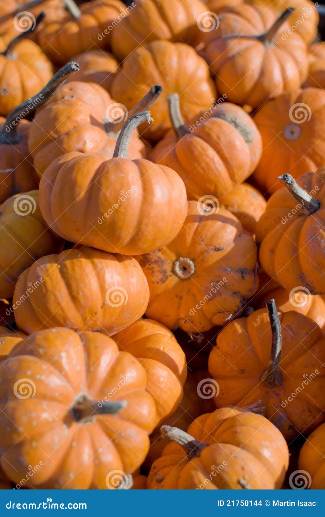 Mini Pumpkins stock photo. Image of harvest, squash, vegetable - 21750144