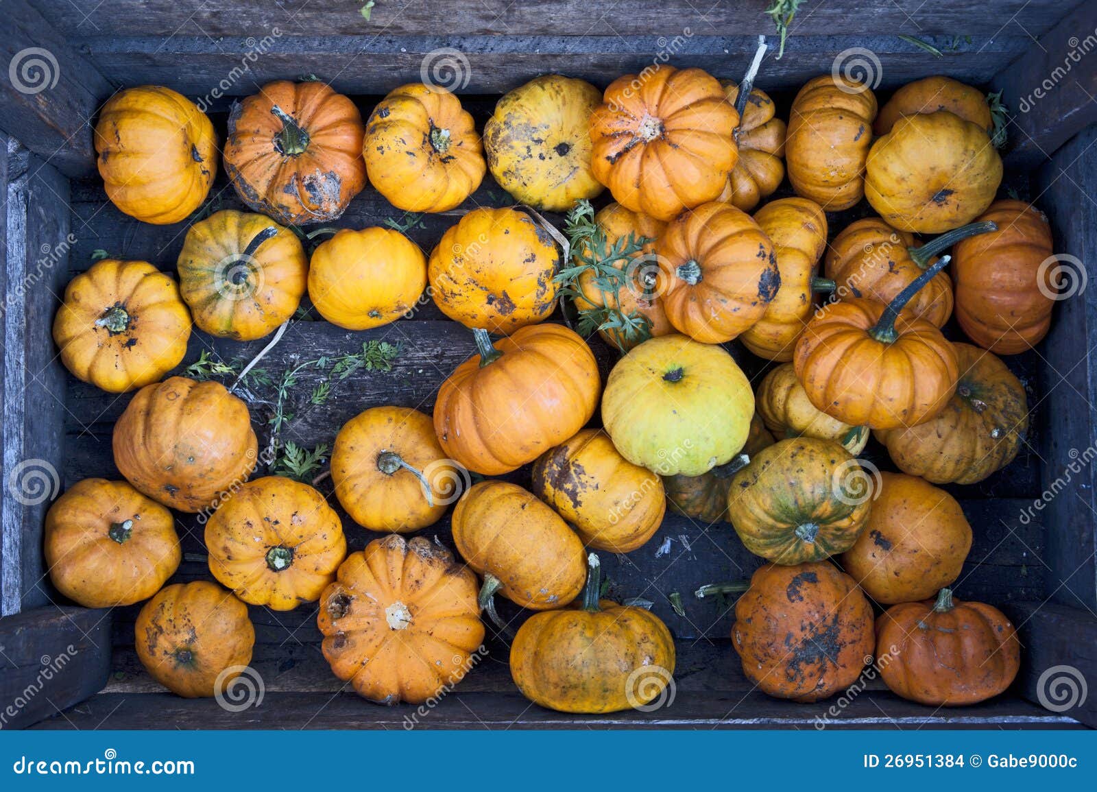 Mini pumpkins stock photo. Image of natural, fall, lantern - 26951384