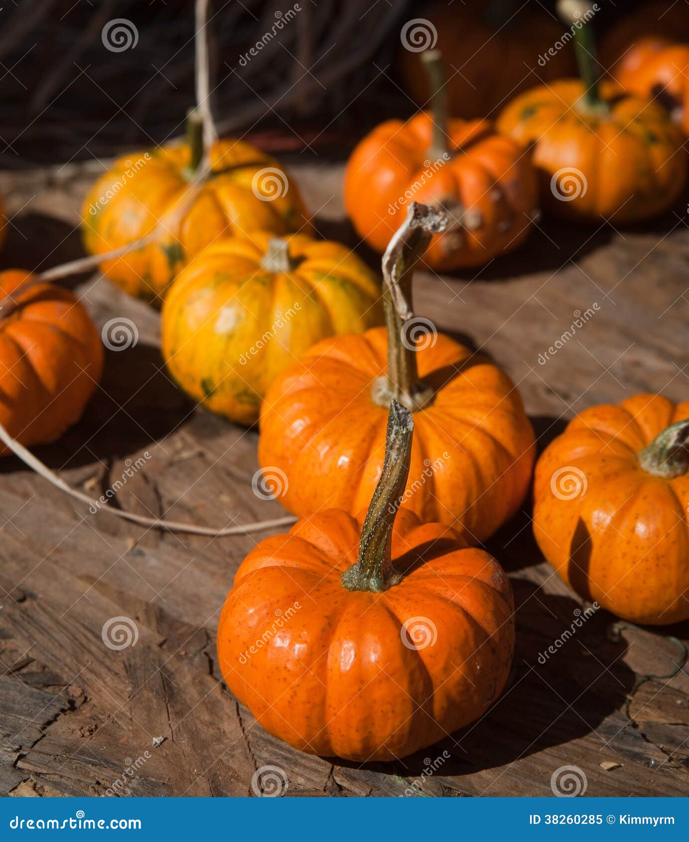 Mini Pumpkins stock image. Image of autumn, gourd, festive - 38260285