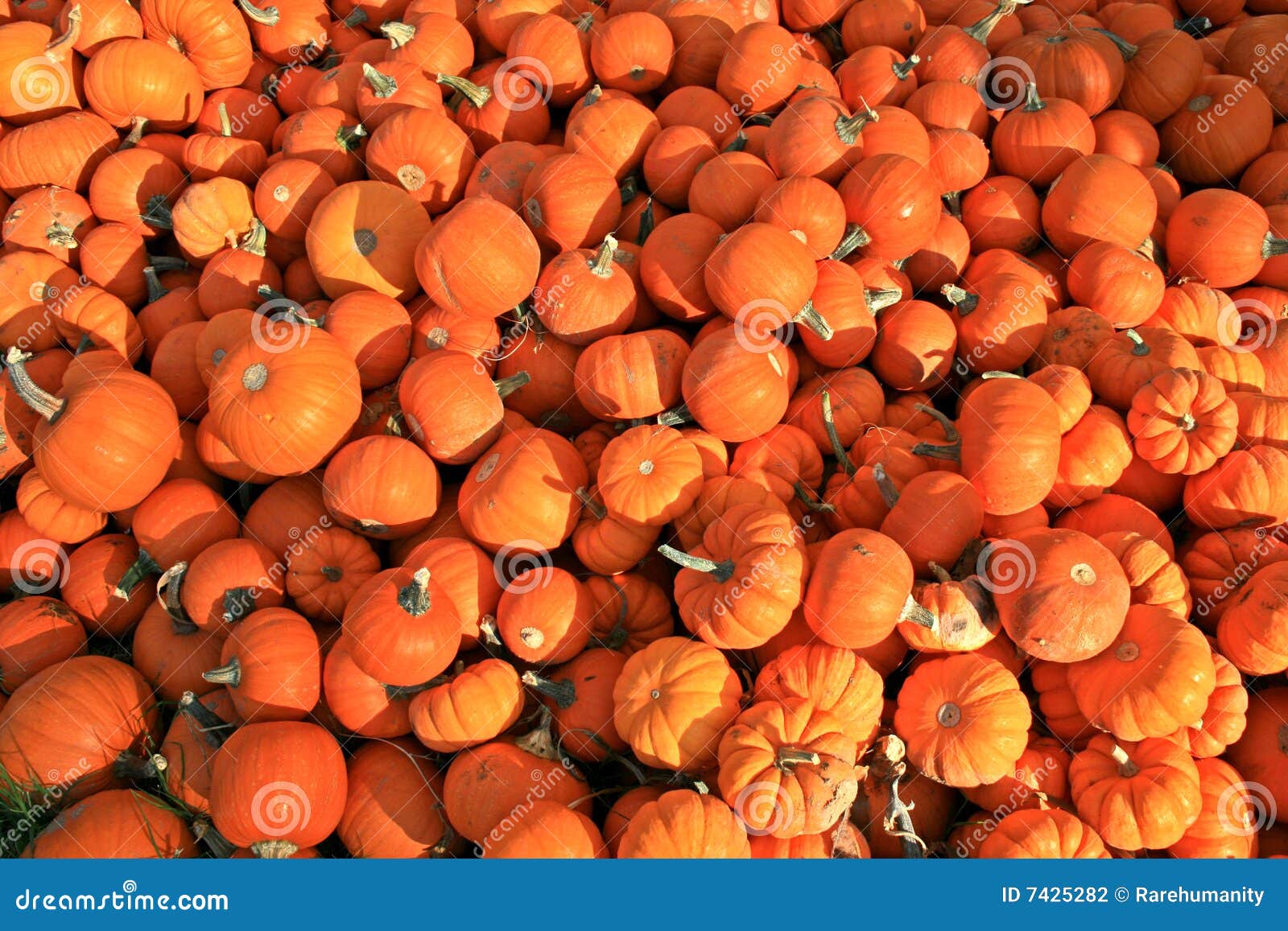 Mini Pumpkins stock photo. Image of ripe, autumn, fall - 7425282