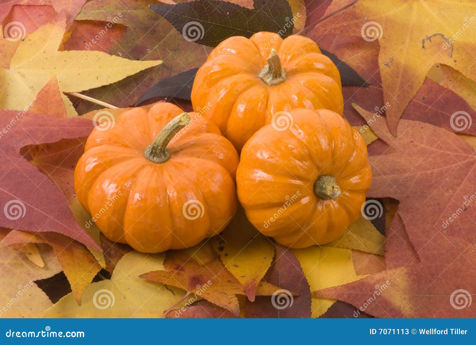 Mini-Pumpkins on Fall Leaves Stock Image - Image of small, colorful ...