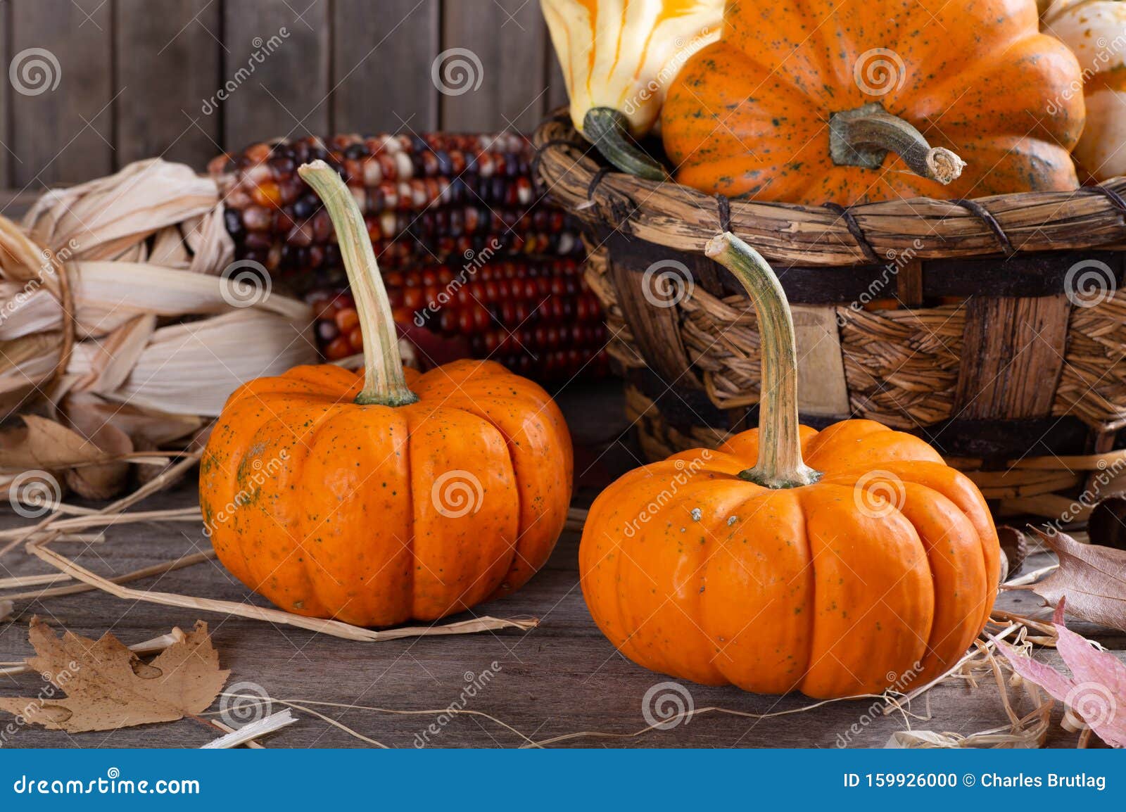 Mini Pumpkins and Indian Corn Stock Photo - Image of board, life: 159926000