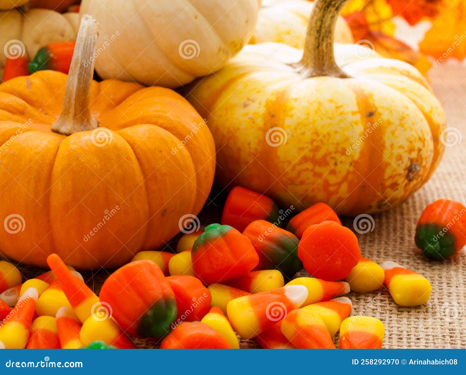 Mini Pumpkins stock photo. Image of holiday, food, halloween - 258292970