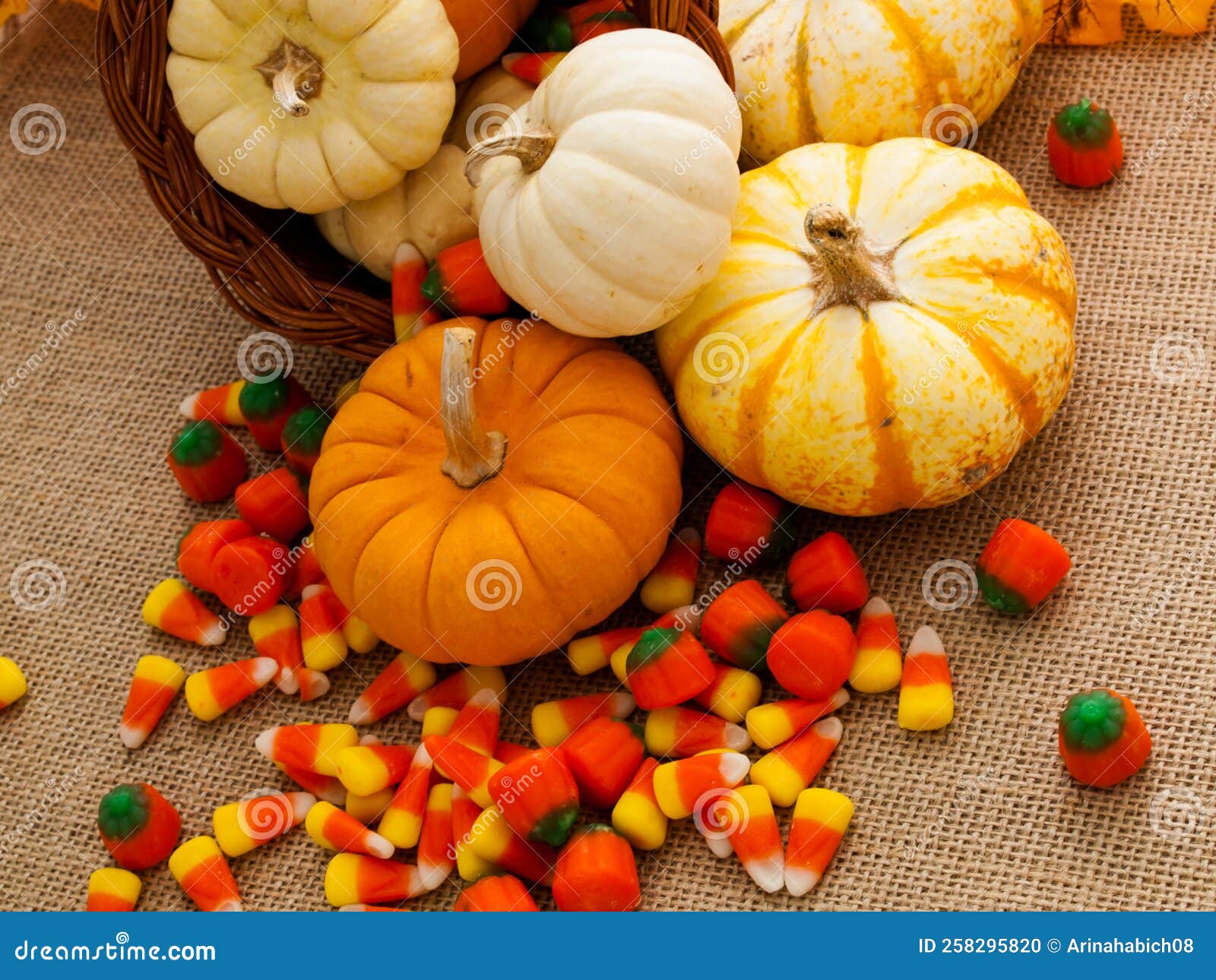 Mini Pumpkins stock photo. Image of natural, dessert - 258295820