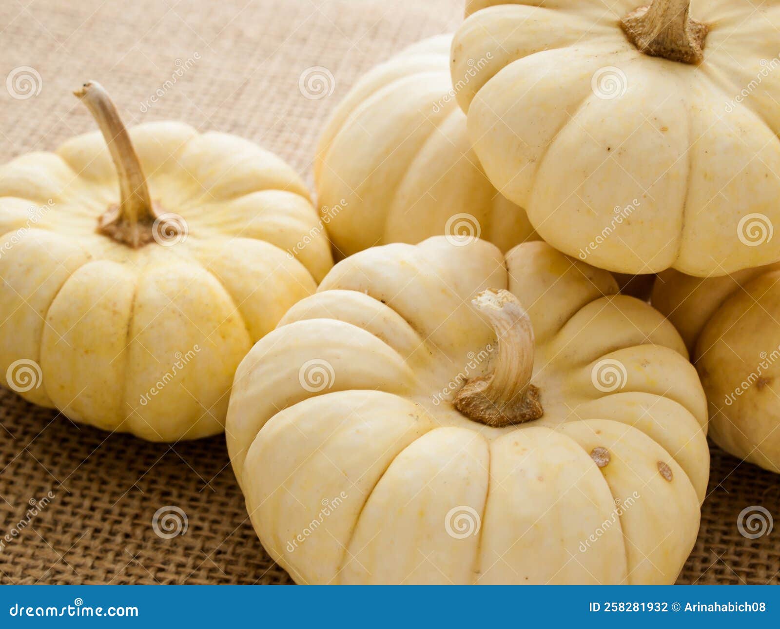 Mini Pumpkins stock photo. Image of vegetable, textile - 258281932